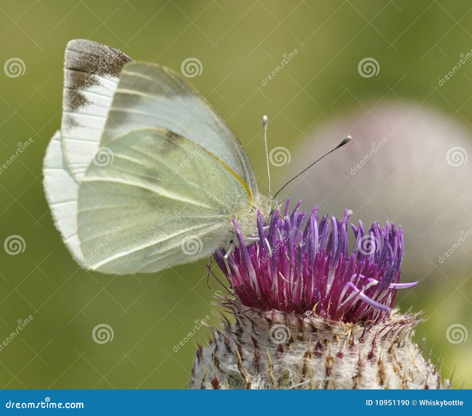 Large White Butterfly - Pieris Brassicae Stock Photo - Image of pieris ...