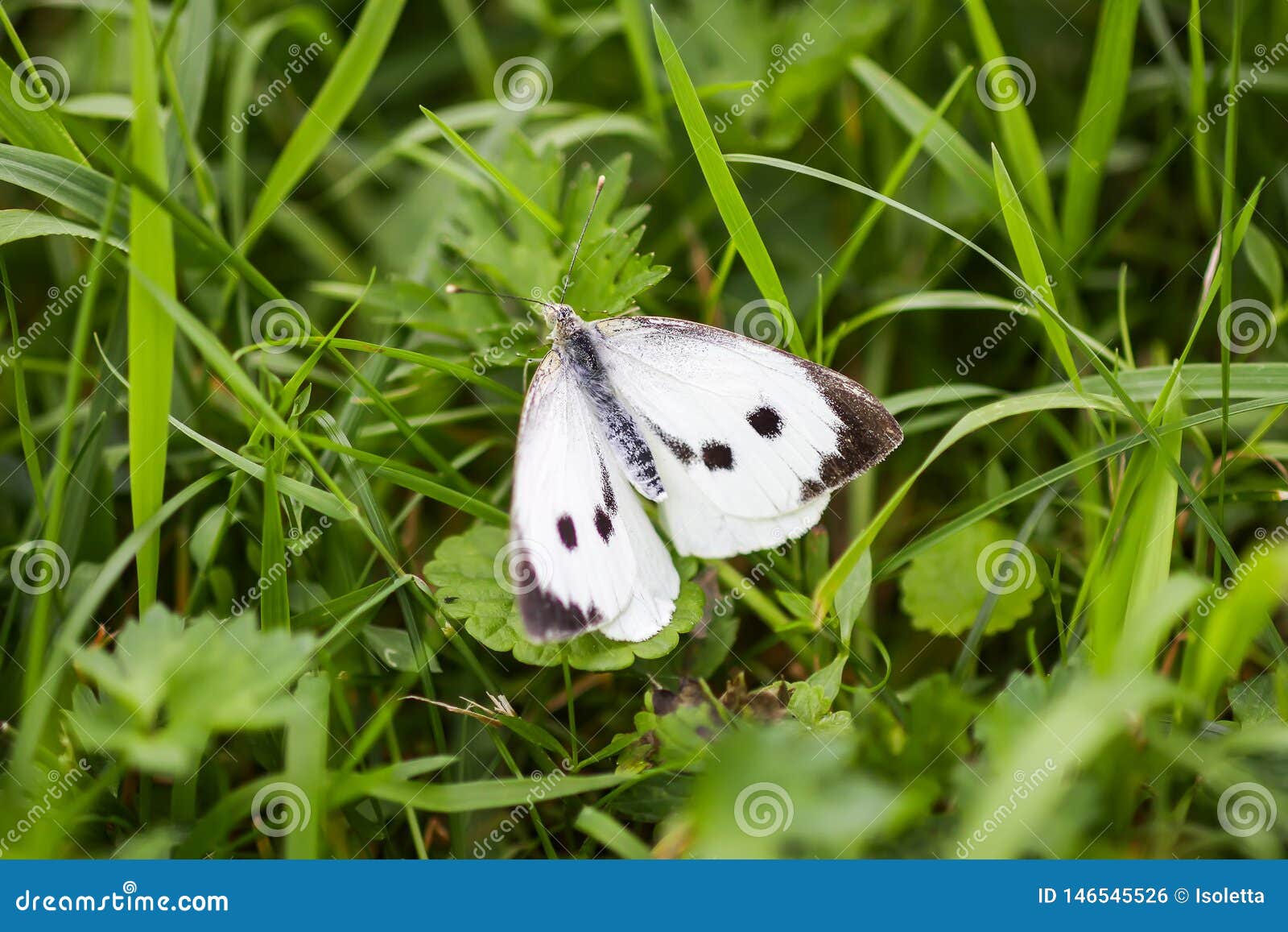 Large White Cabbage Butterfly or Pieris Brassicae Stock Photo - Image ...
