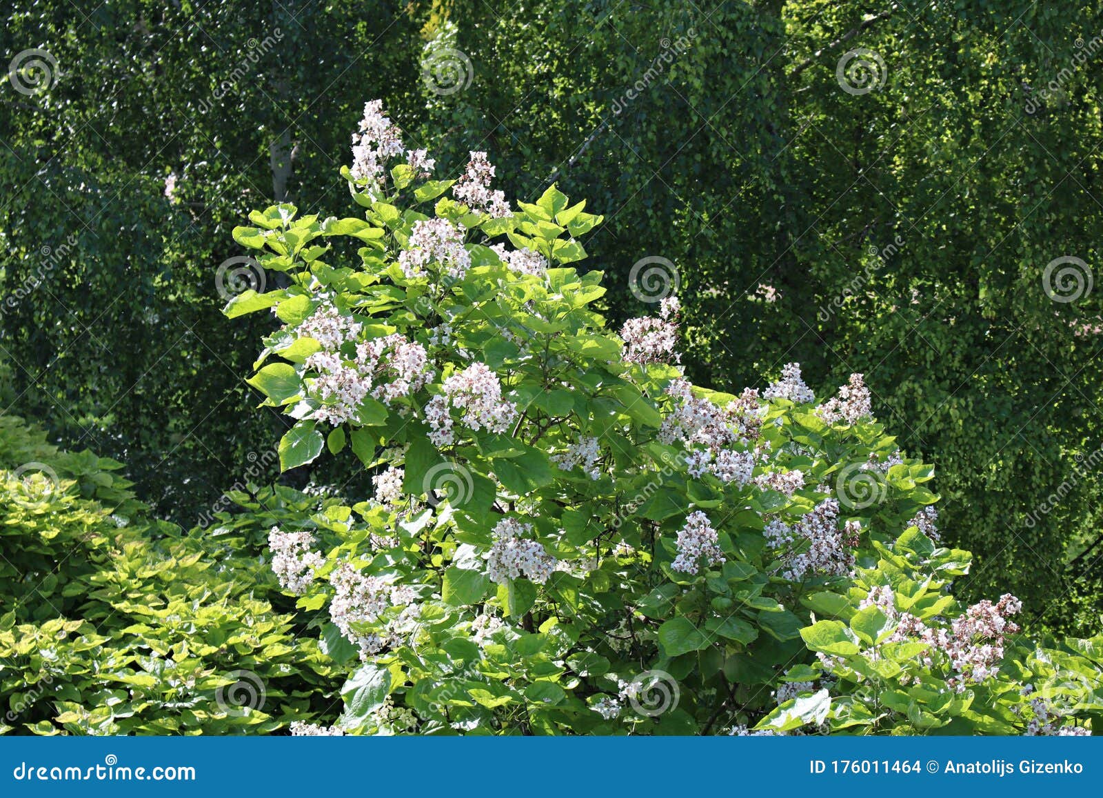 Large White Clusters on a Flowering Tree on a Summer, Sunny Day Stock ...
