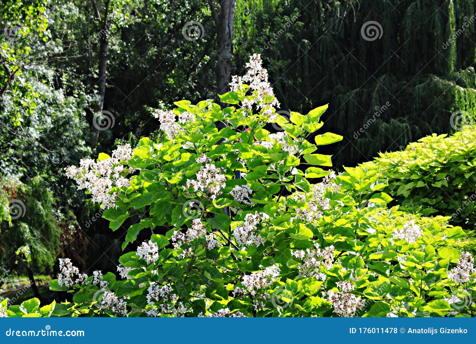Large White Clusters on a Flowering Tree on a Summer, Sunny Day Stock ...