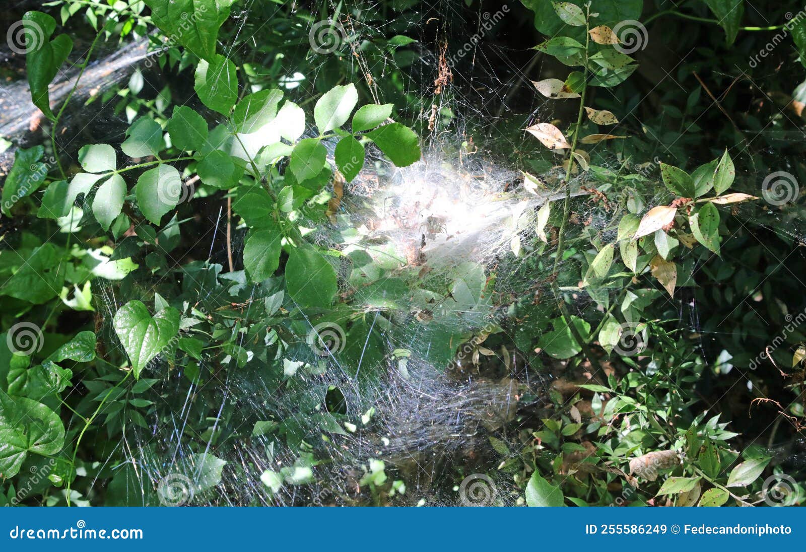 Large White Cobweb Woven among the Branches in the Undergrowth Stock ...