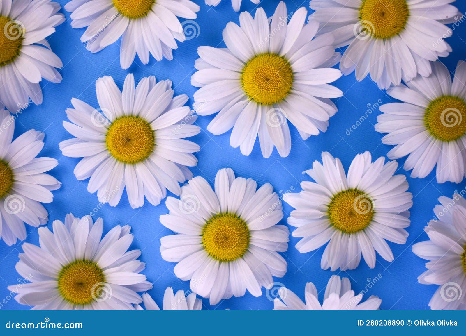 Large White Daisies on a Light Blue Background.Daisies Background ...