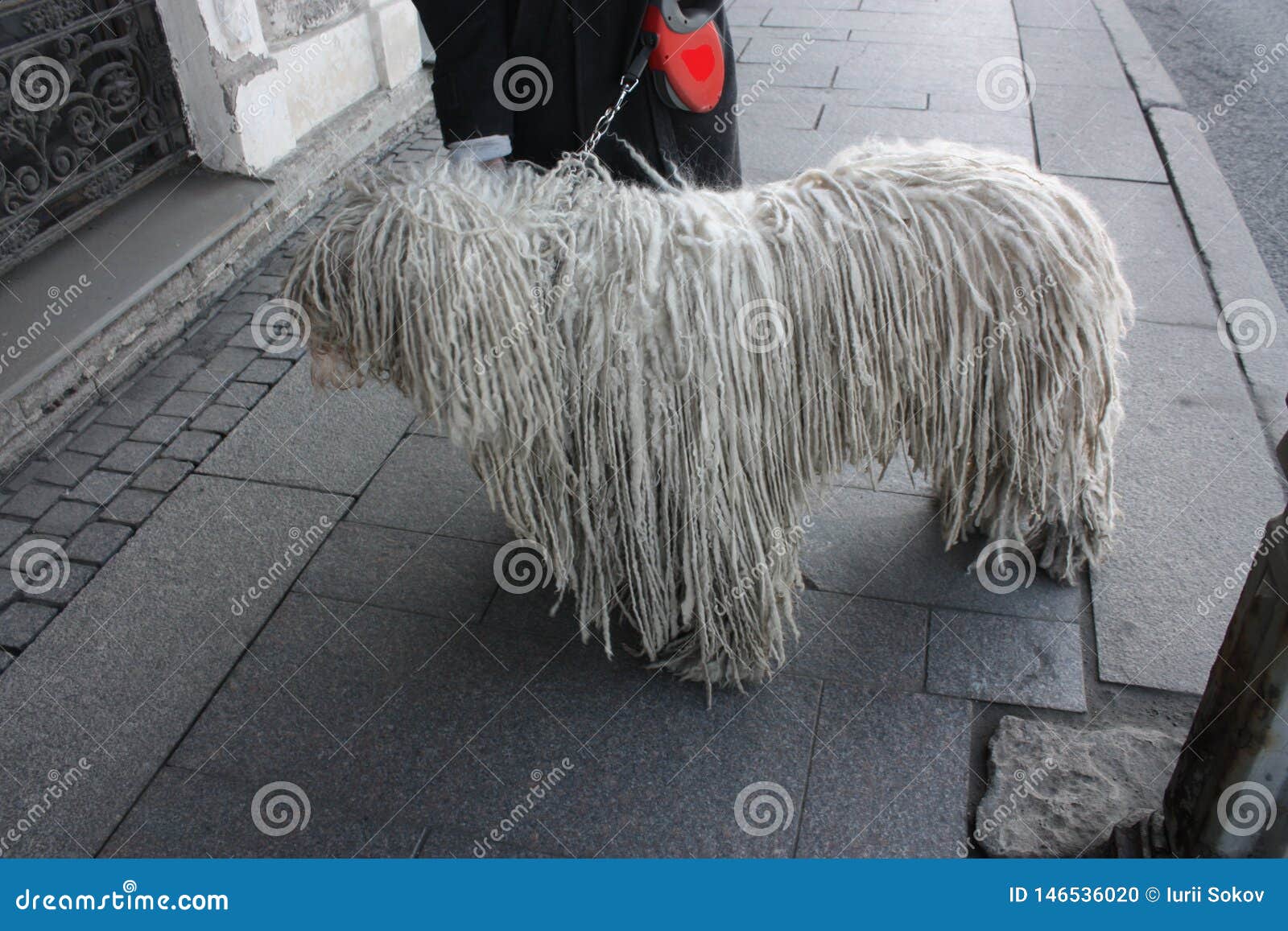 Large White Dog with Dreadlocks Stock Photo - Image of canine, large ...