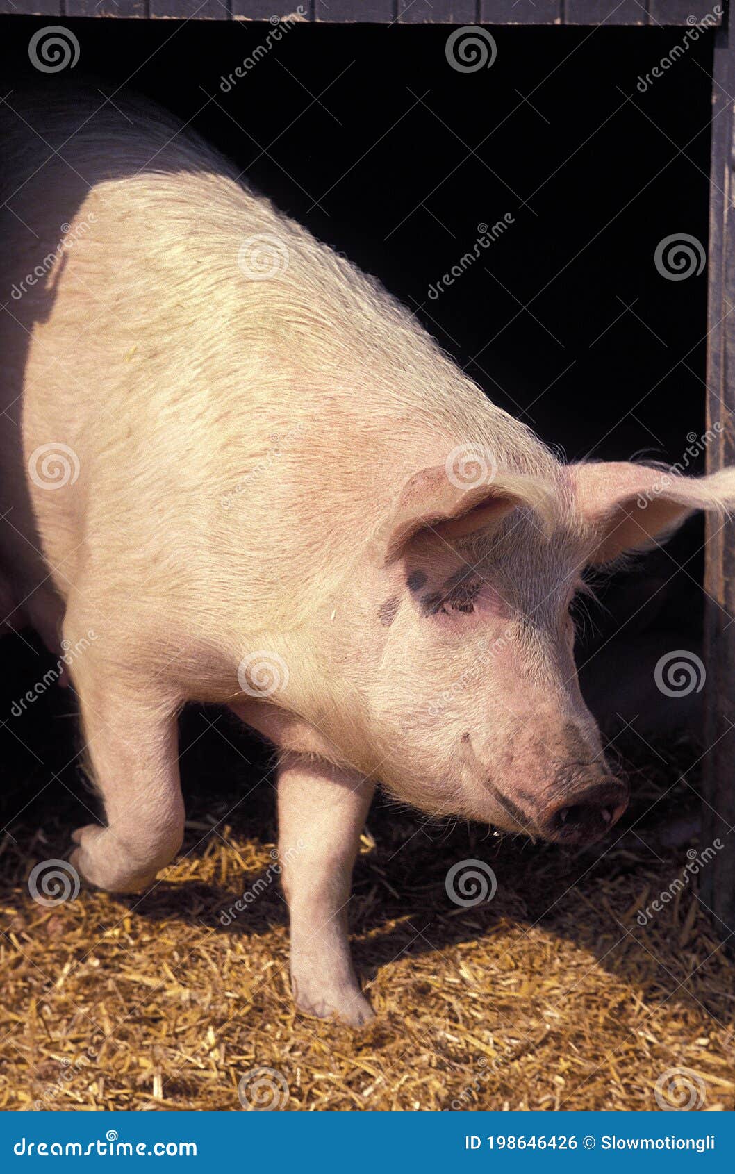 Large White Domestic Pig stock photo. Image of mammal - 198646426