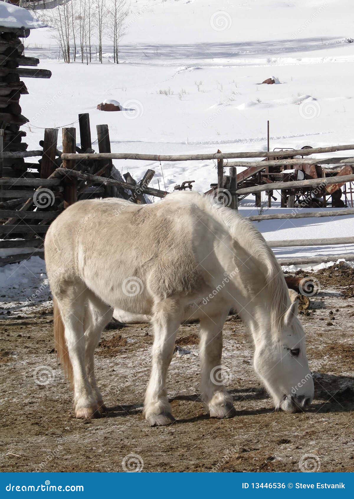 White Draft Horse Team Stock Photo | CartoonDealer.com #43508748