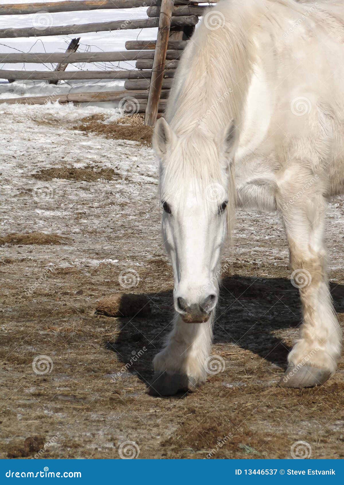 Large white draft horse stock image. Image of horse, fauna - 13446537