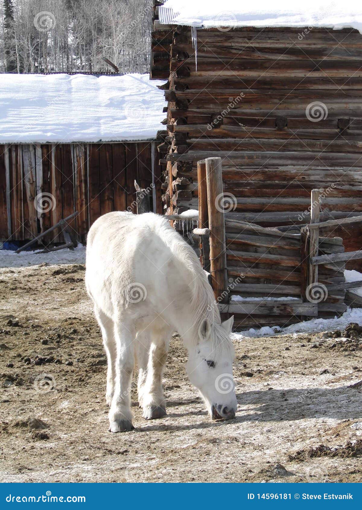 Large white draft horse stock image. Image of large, mane - 14596181