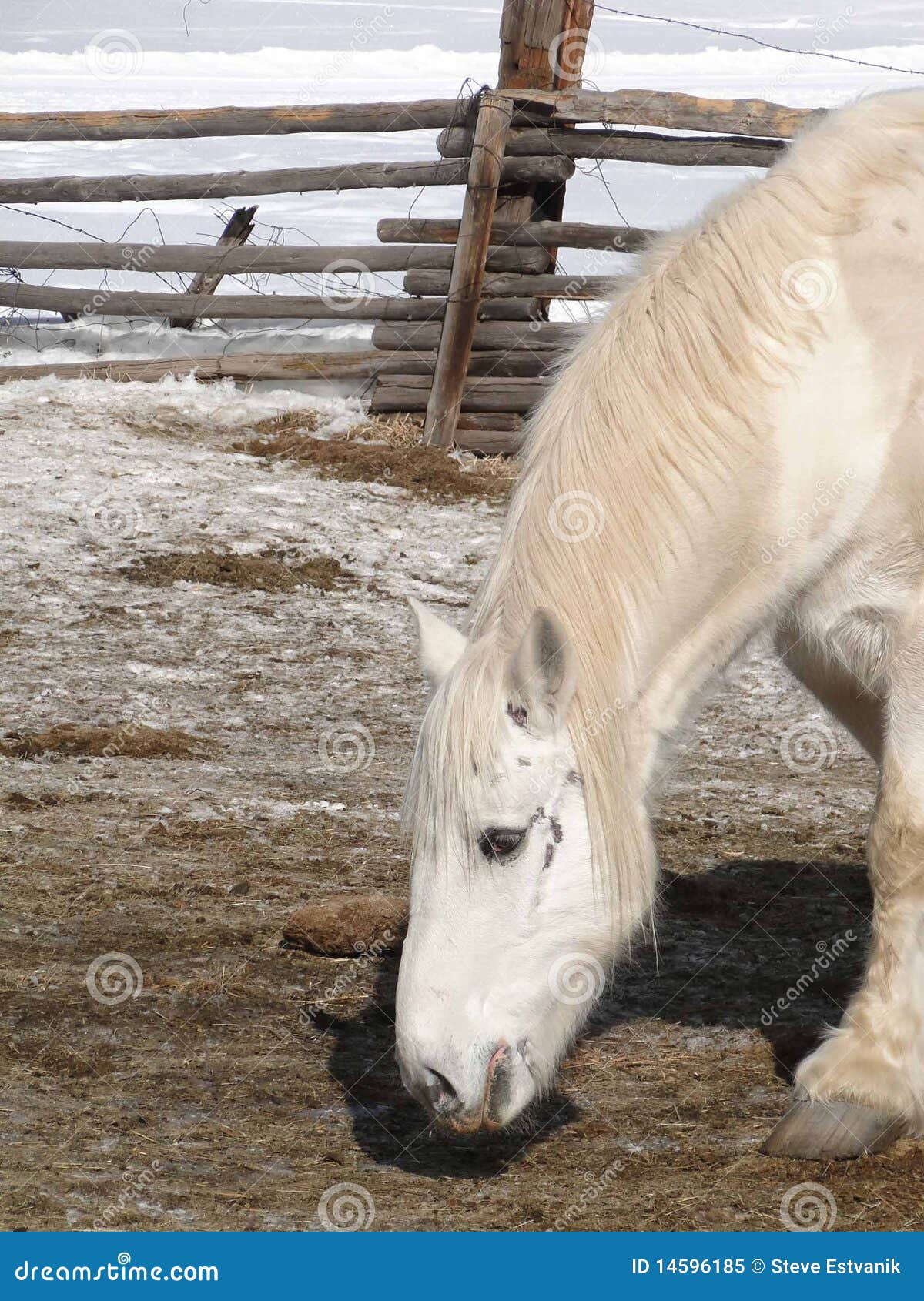 Large white draft horse stock image. Image of mare, pony - 14596185