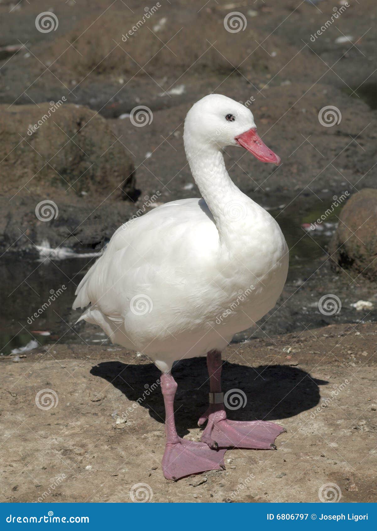 Large White Duck Royalty Free Stock Photography - Image: 6806797