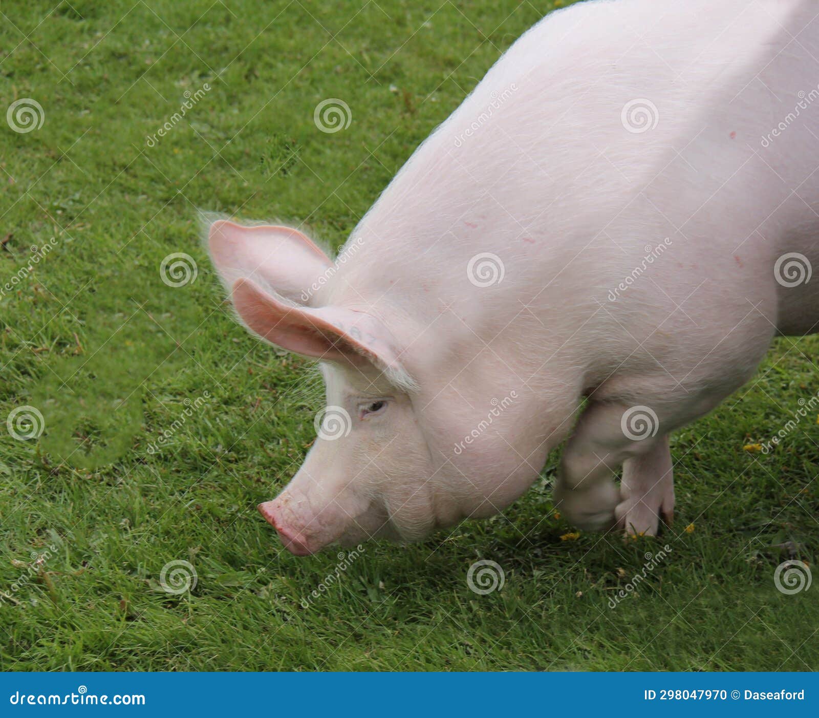 Large White Farmyard Champion Pig. Stock Photo - Image of country ...
