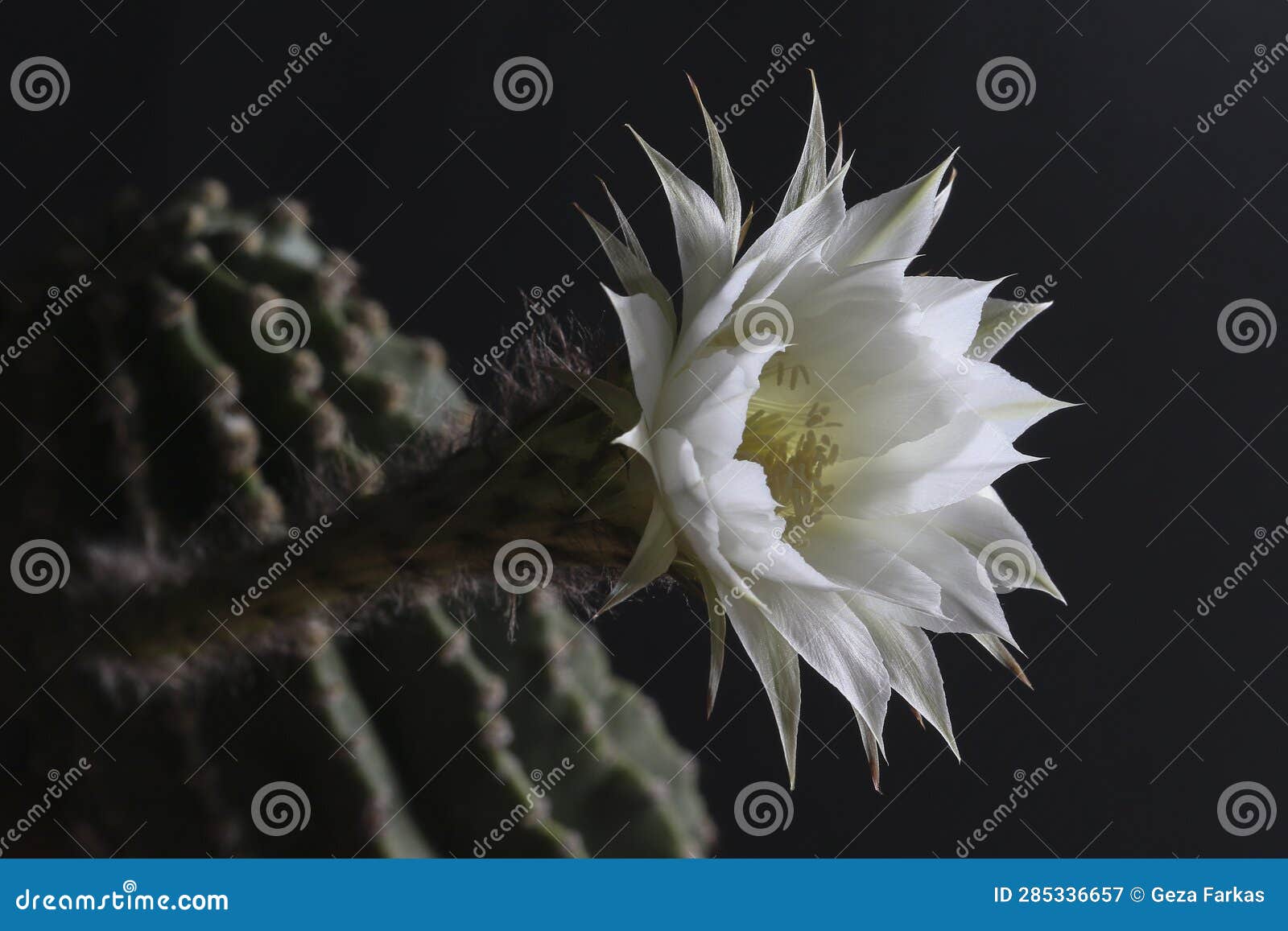 Large White Flower of Echinopsis Rhodotricha Cactus on the Black Stock ...