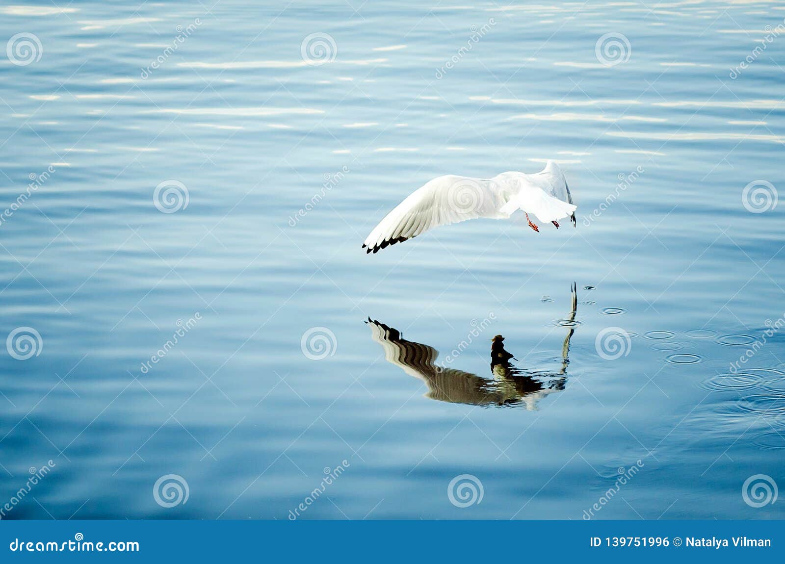 A Large White Gull Hunts on Water Stock Photo - Image of caspian ...