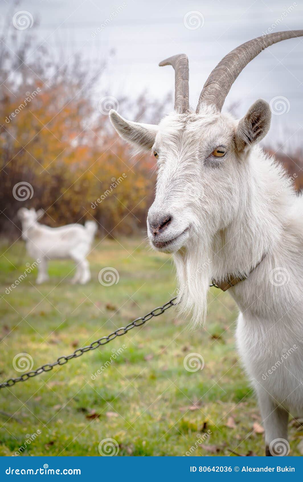 Large White Horned Goat on a Chain Stock Photo - Image of mammal ...