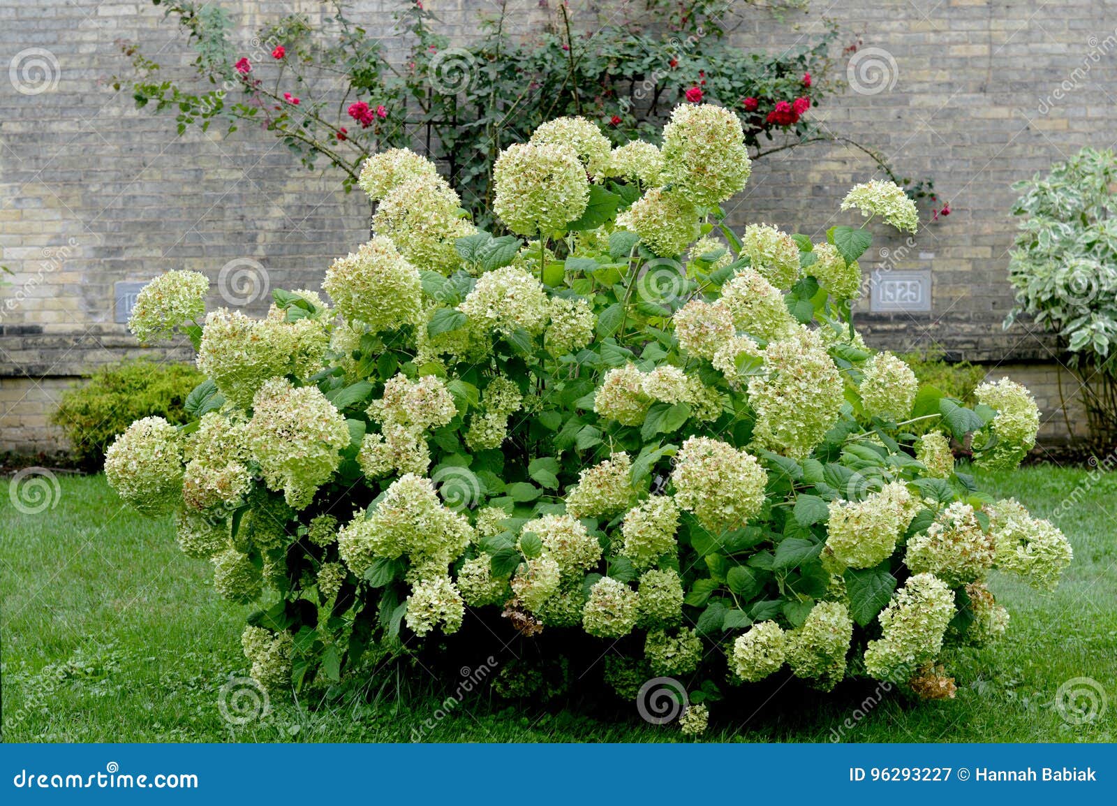 Large White Hydrangea Bush stock image. Image of hydrangea - 96293227