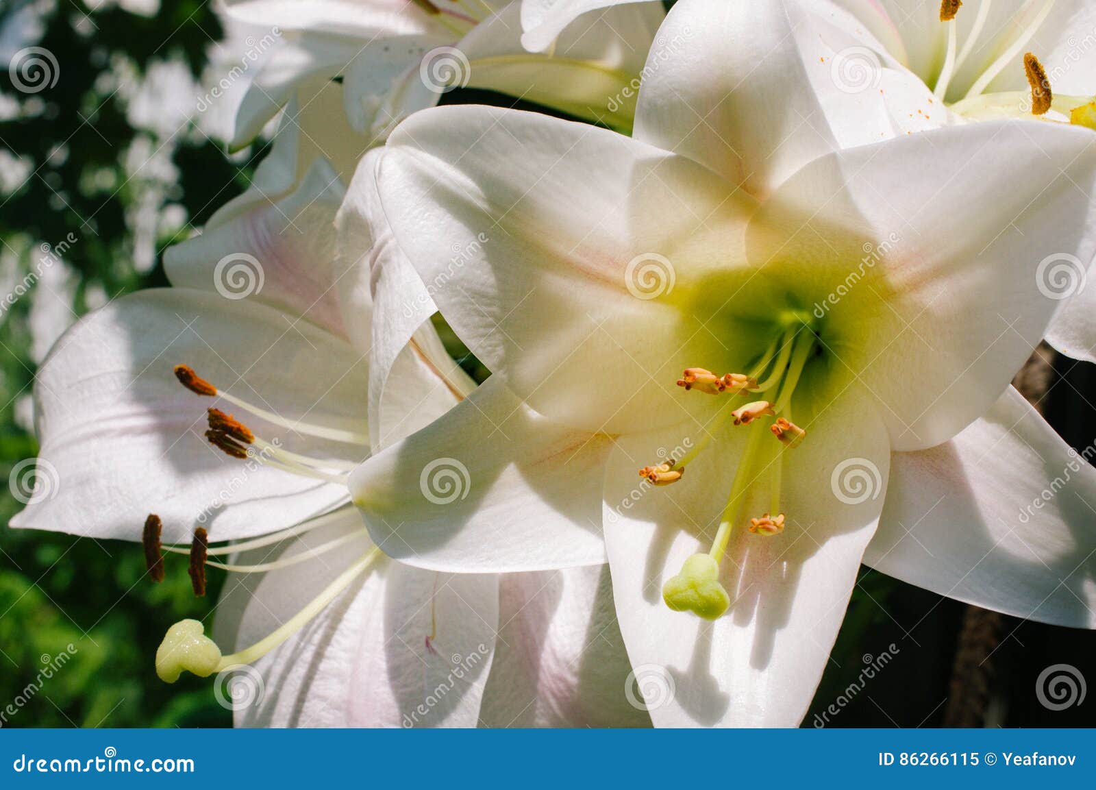 Large White Lily in the Garden Close-up Stock Image - Image of color ...