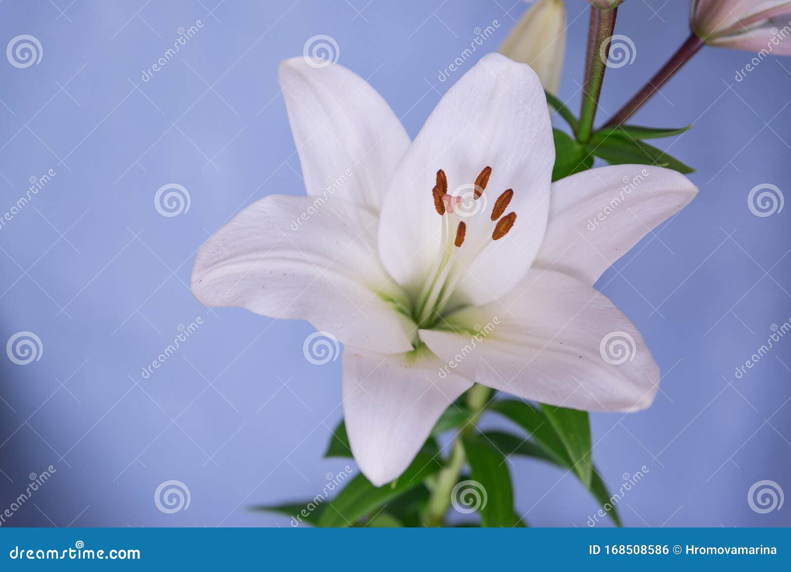 Large White Lily on a Wall Background. Stock Photo - Image of floral ...