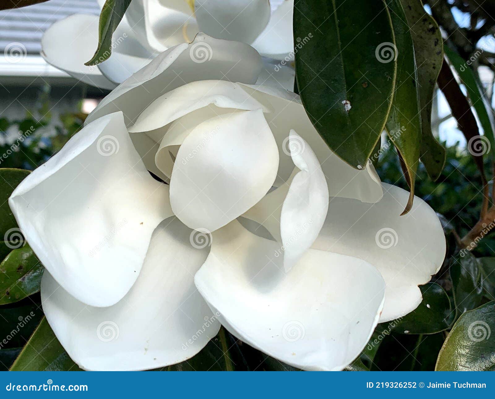 Large White Magnolia Flower in Bloom Stock Photo - Image of beauty ...