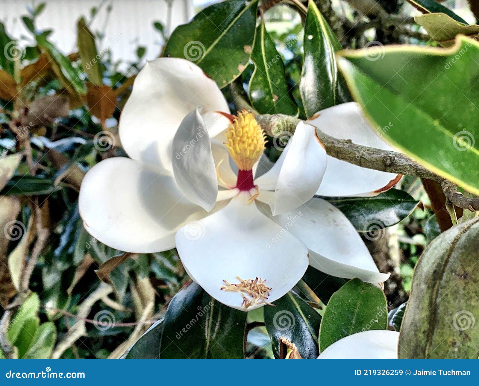 Large White Magnolia Flower in Bloom Stock Image - Image of florida ...