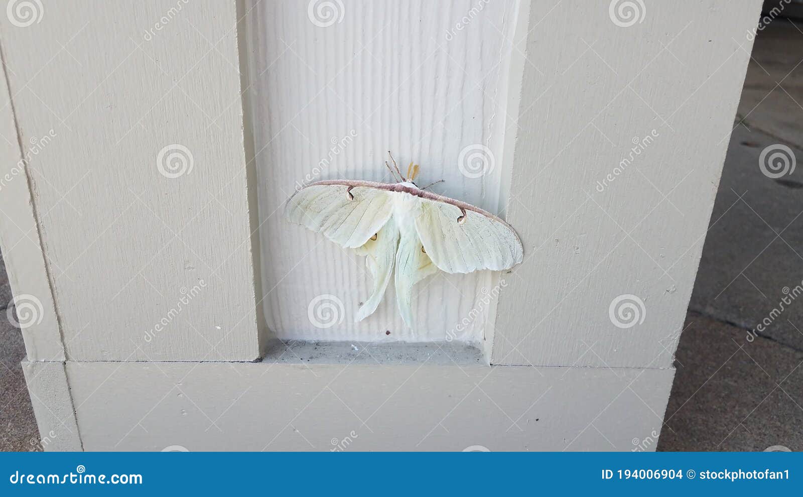 Large White Moth Insect on Wood Pillar or Wall Stock Photo - Image of ...