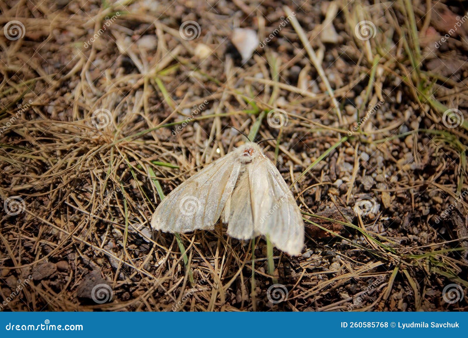 A Large White Moth is Sitting on the Ground Stock Photo - Image of ...