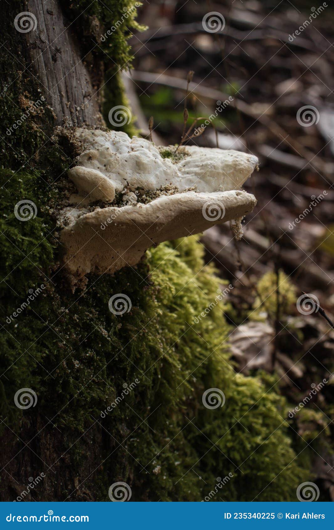 Large White Mushroom Growing on the Side of a Tree Stock Image - Image ...