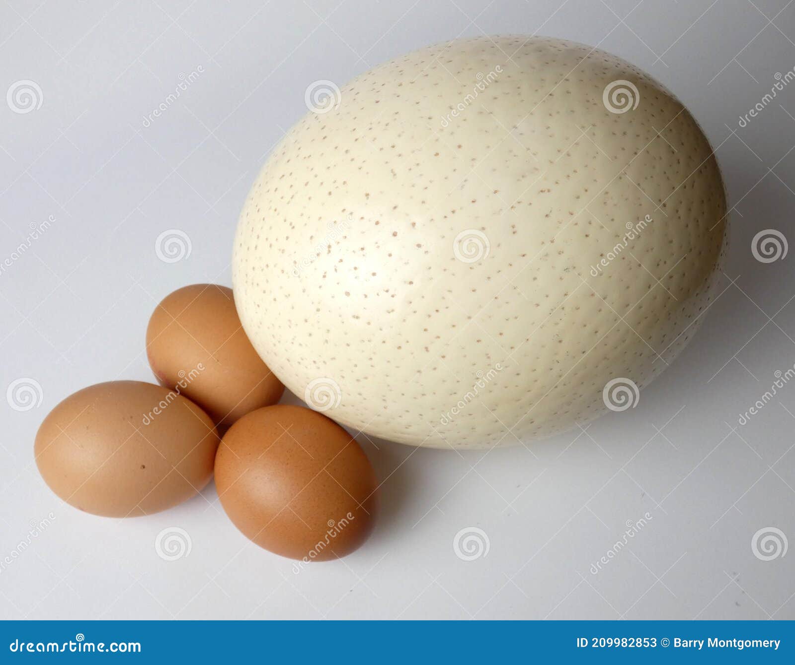 Ostrich Egg with 3 Chicken Eggs Stock Image - Image of vegetable ...