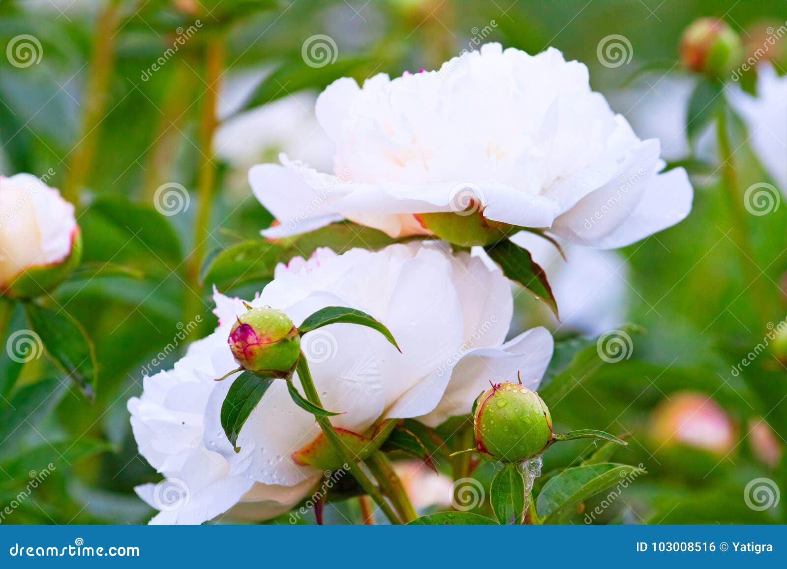 Large white peonies stock photo. Image of elegance, ornamental - 103008516