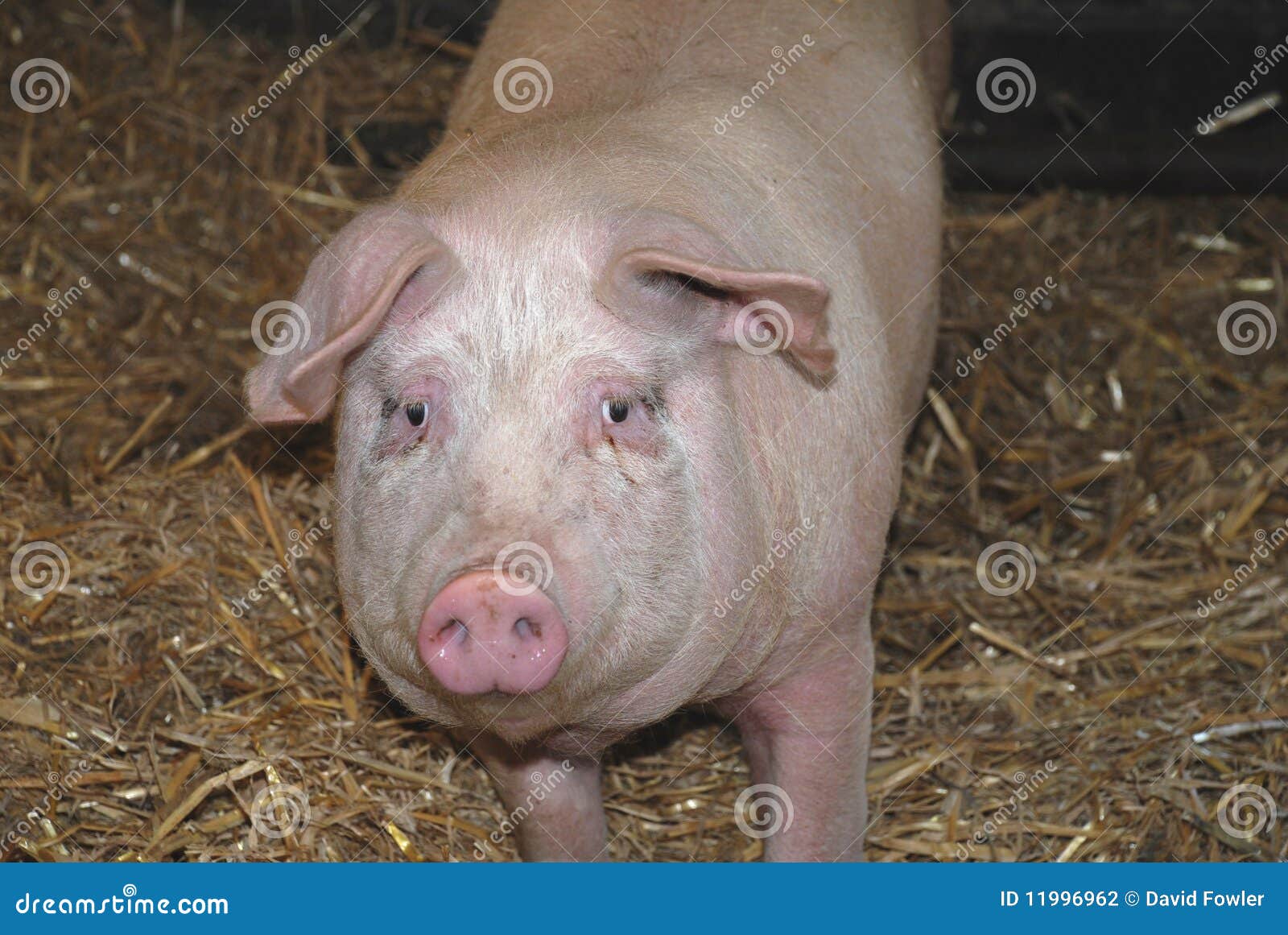 Large White pig stock photo. Image of enclosure, rare - 11996962