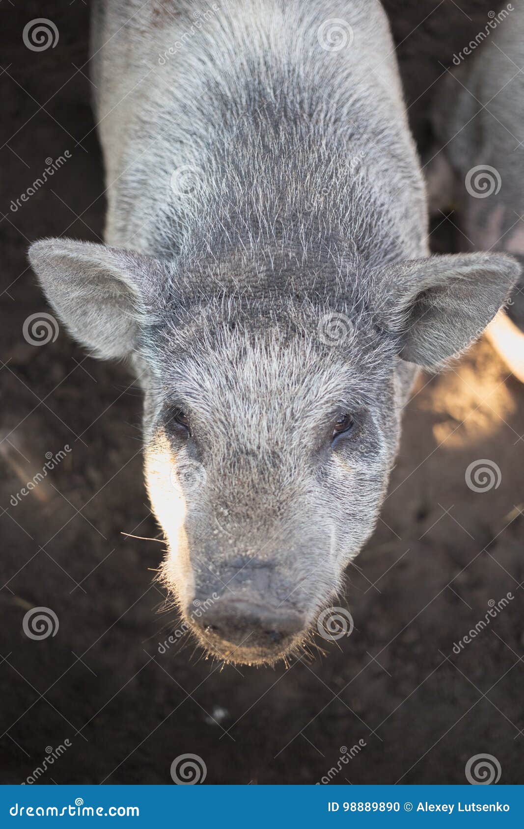 A large white pig stock photo. Image of head, face, large - 98889890
