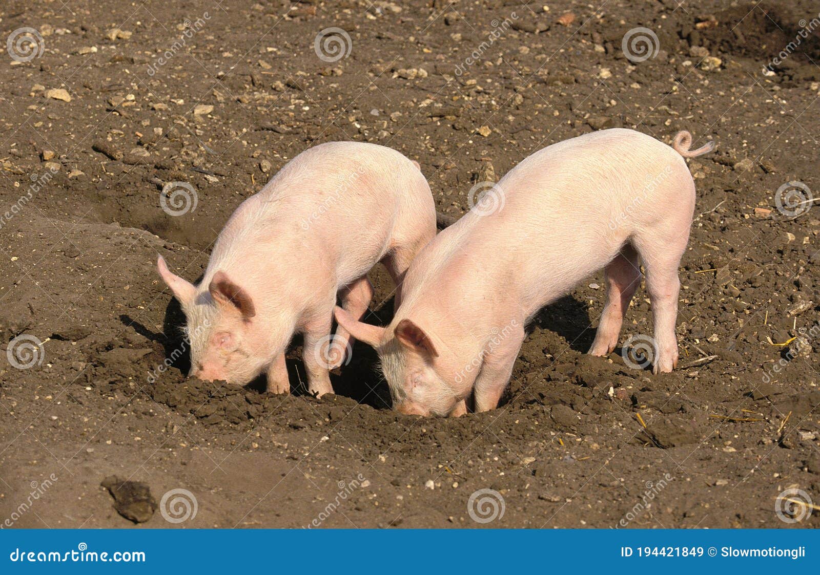 LARGE WHITE PIG, PIGGLETS ROOTING in SOIL Stock Image - Image of ...