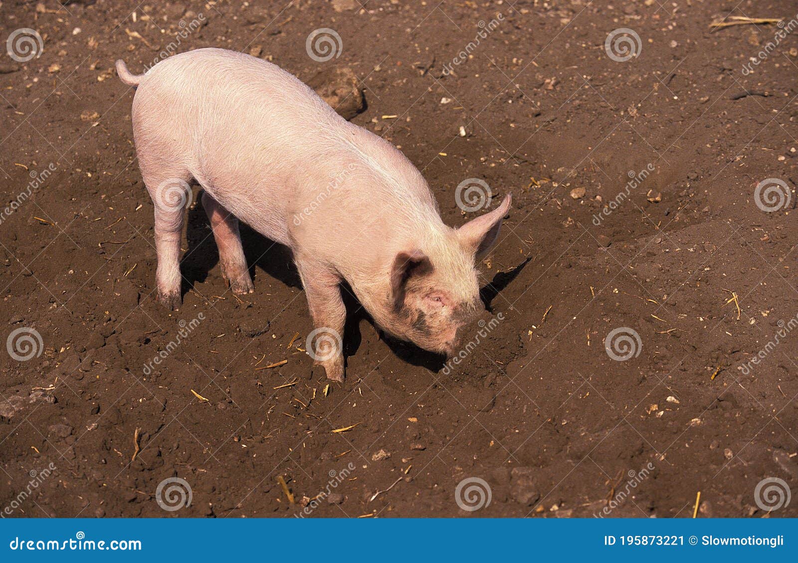Large White Pig, Piglet Looking for Food Stock Image - Image of suidae ...