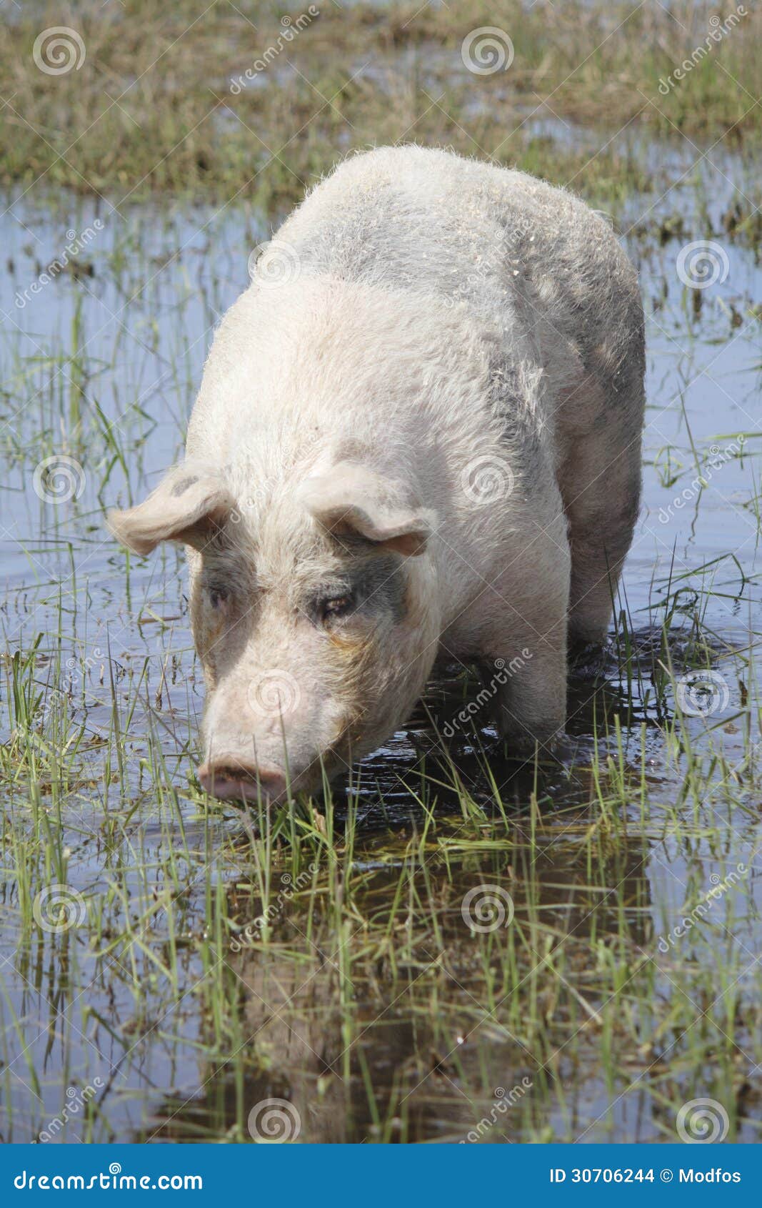 Large White Pig stock photo. Image of feeding, breed - 30706244