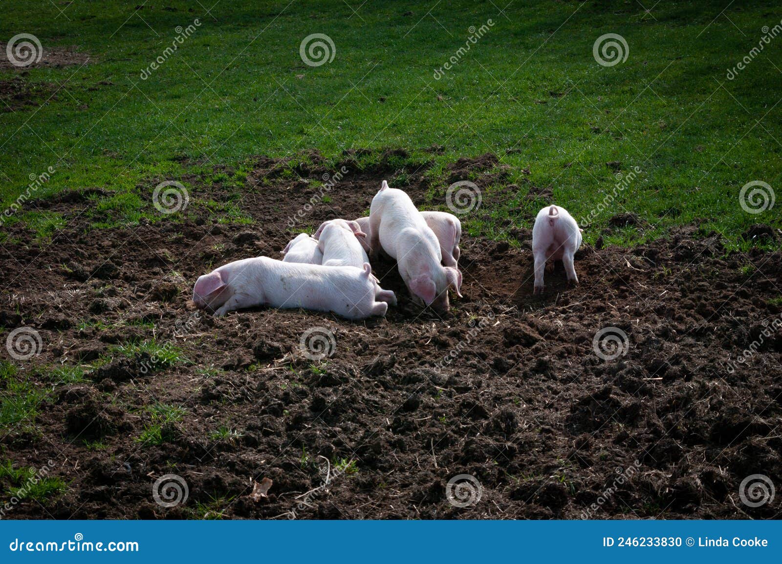 Large White Piglets Outdoors in Field Stock Photo - Image of farm ...