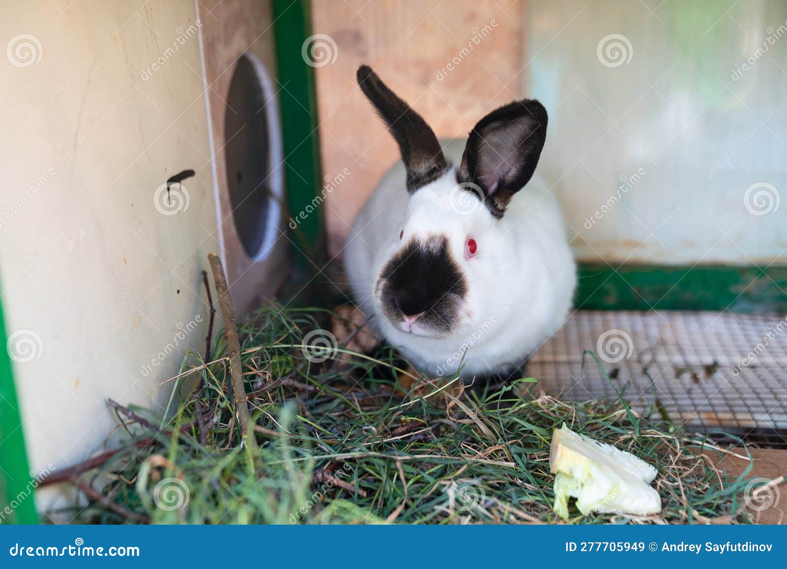 A Large White Rabbit with Black Ears, Paws and a Nose in the Caged ...