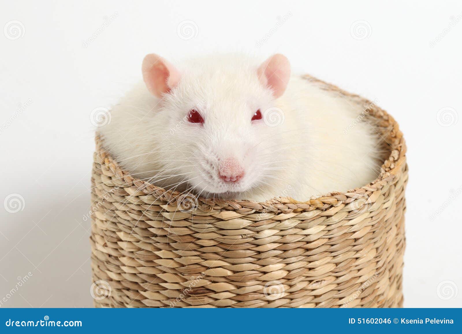 Large White Rat Lies in a Wicker Basket Stock Photo - Image of pest ...