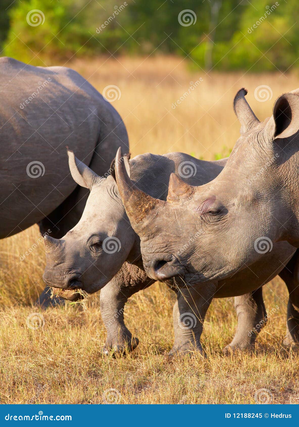 Large white rhinoceros stock image. Image of grassland - 12188245