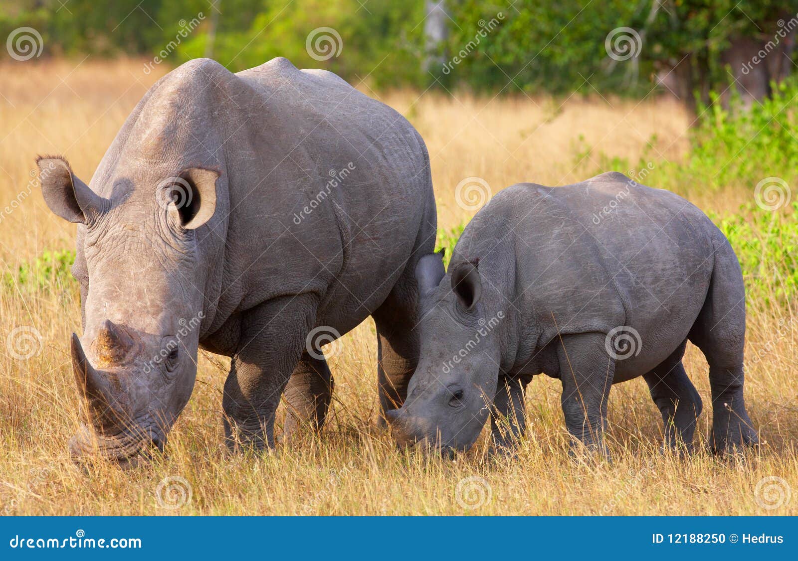 Large White Rhinoceros with Calf Stock Photo - Image of ears, leaves ...