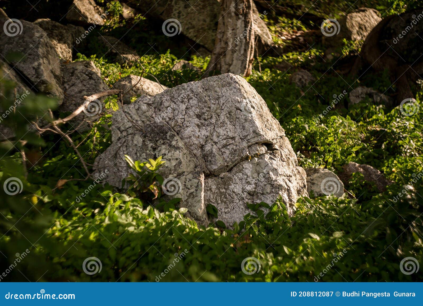 Large White Rock in the Green Forest Stock Image - Image of large ...