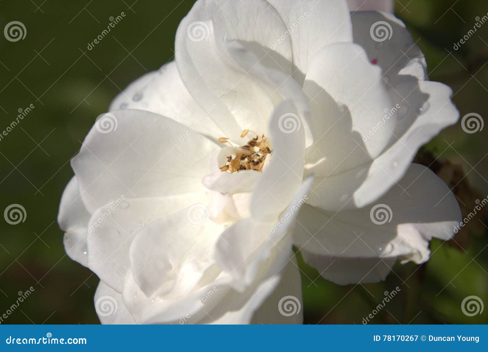 Large white rose stock image. Image of landscape, large - 78170267