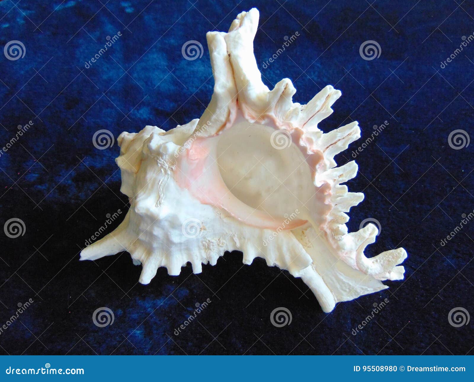 Large White Seashell on a Blue Background Stock Photo - Image of ...