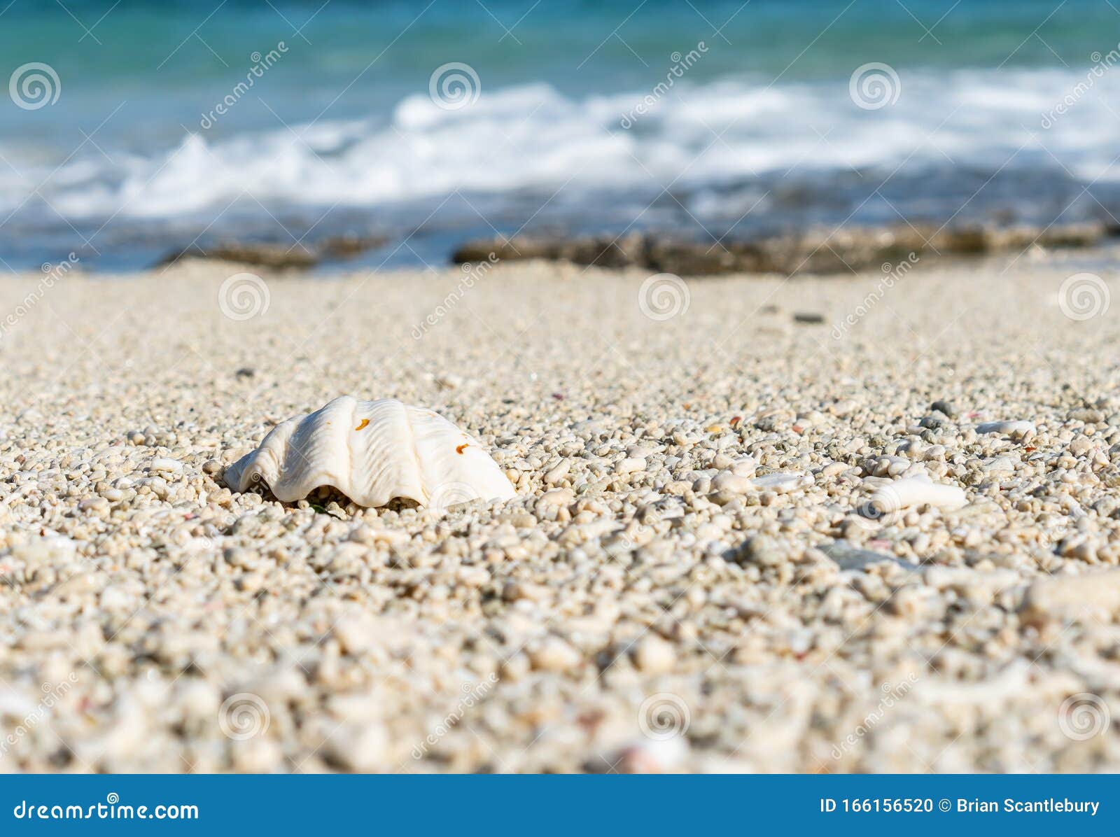 Large White Seashell Lying Upside Down on Coral Beach with Sea ...