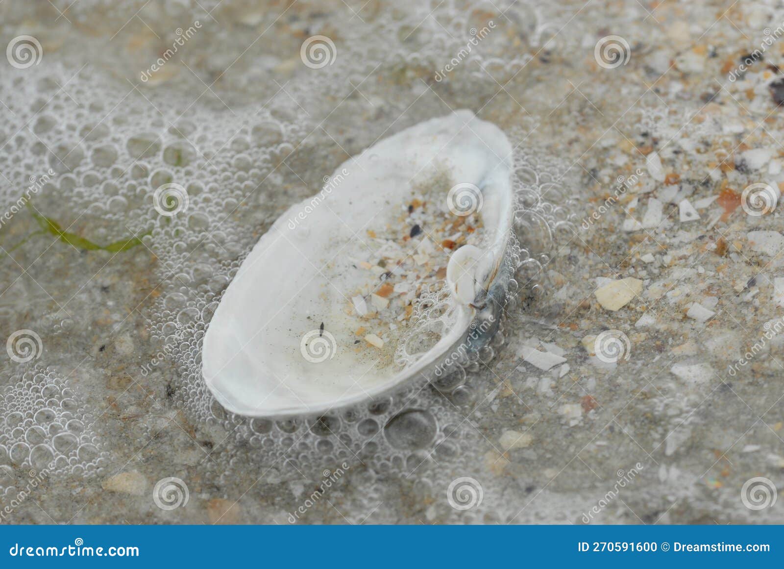 A Large White Seashell Washed Up by the Waves on the Beach Stock Photo ...