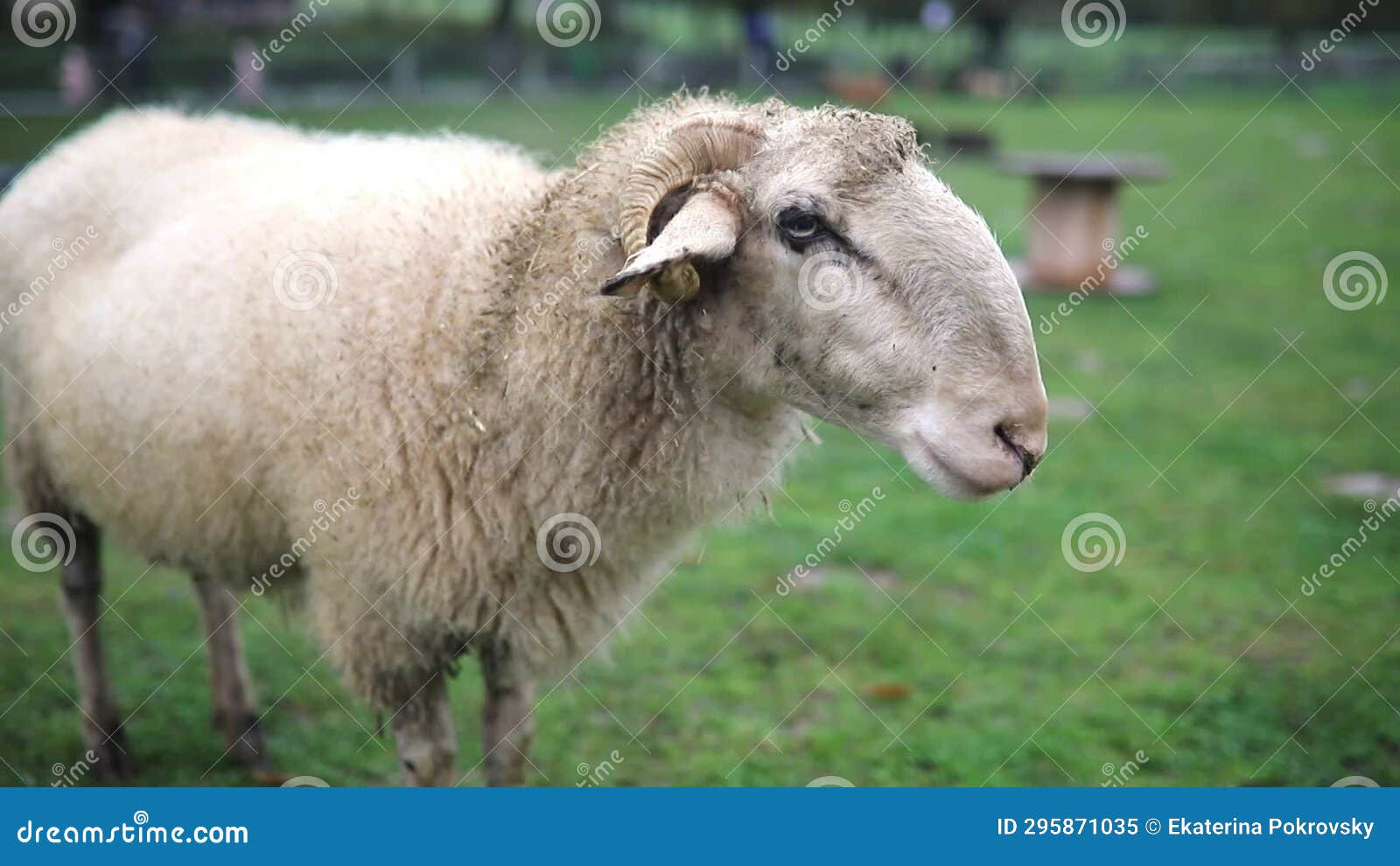 Large Sheep Ruminates on a Farm Stock Video - Video of spring, winter ...