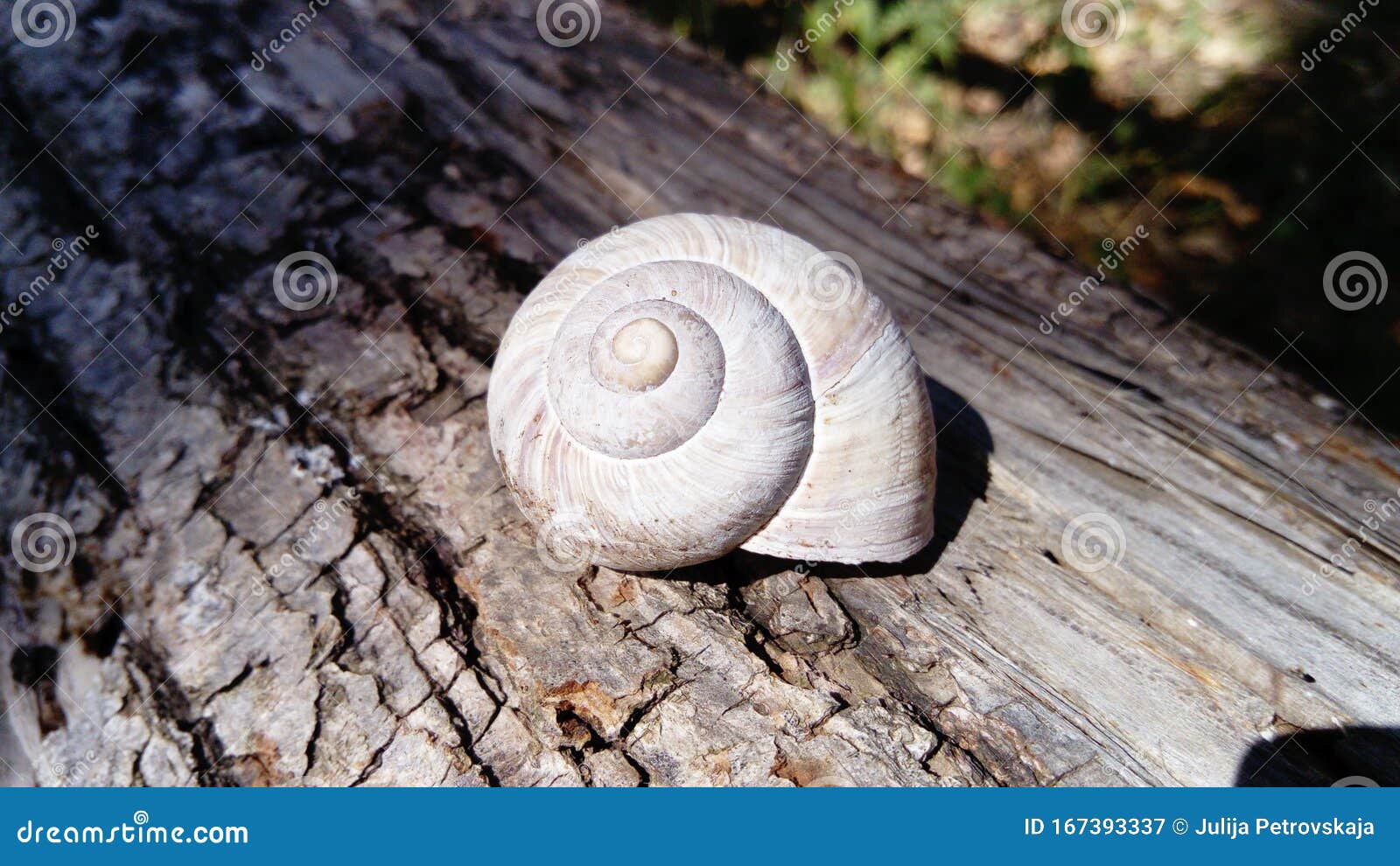 A Large White Shell of a Forest Snail. Seashell on a Wooden Background ...