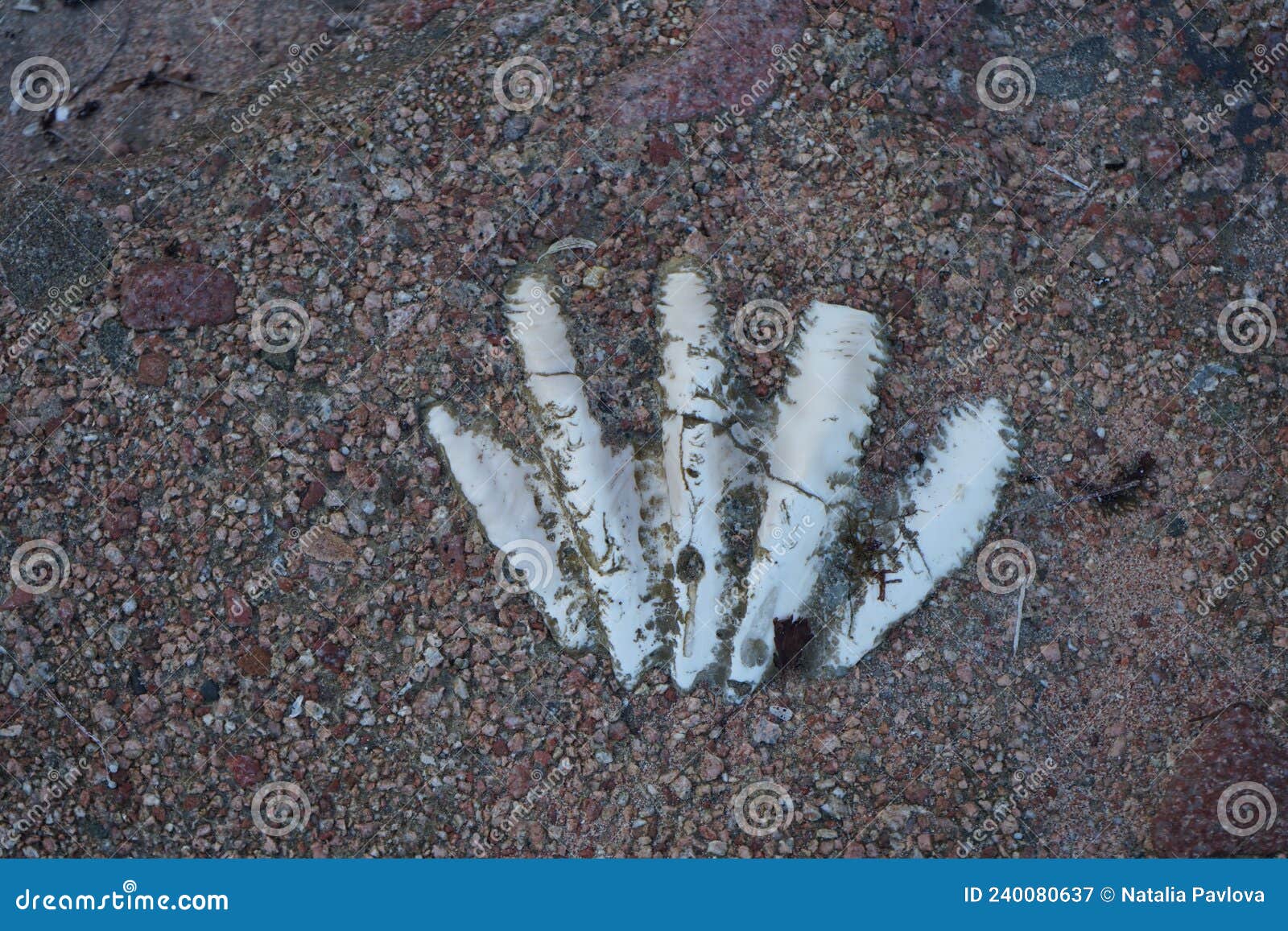 Large White Shell on the Shore of the Red Sea. Dahab, South Sinai ...