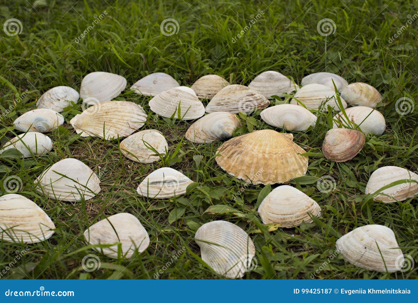 Large White Shells on a Background of Green Grass. Stock Image - Image ...