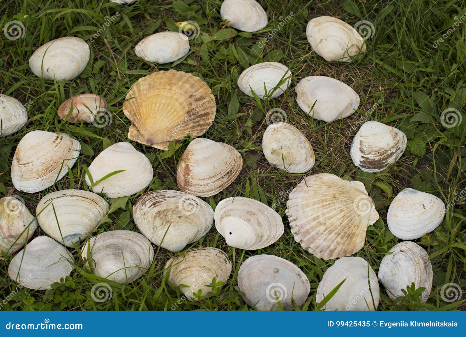Large White Shells on a Background of Green Grass. Stock Image - Image ...