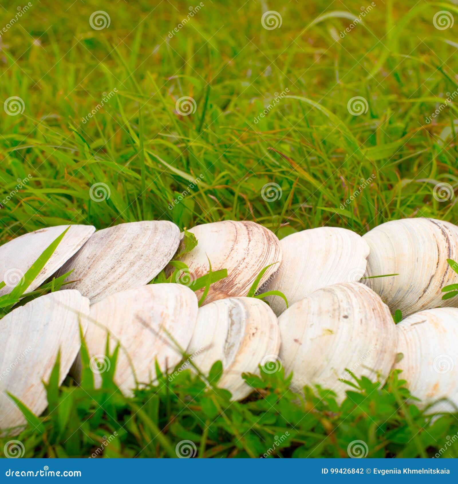 Large White Shells on a Background of Green Grass. Stock Photo - Image ...