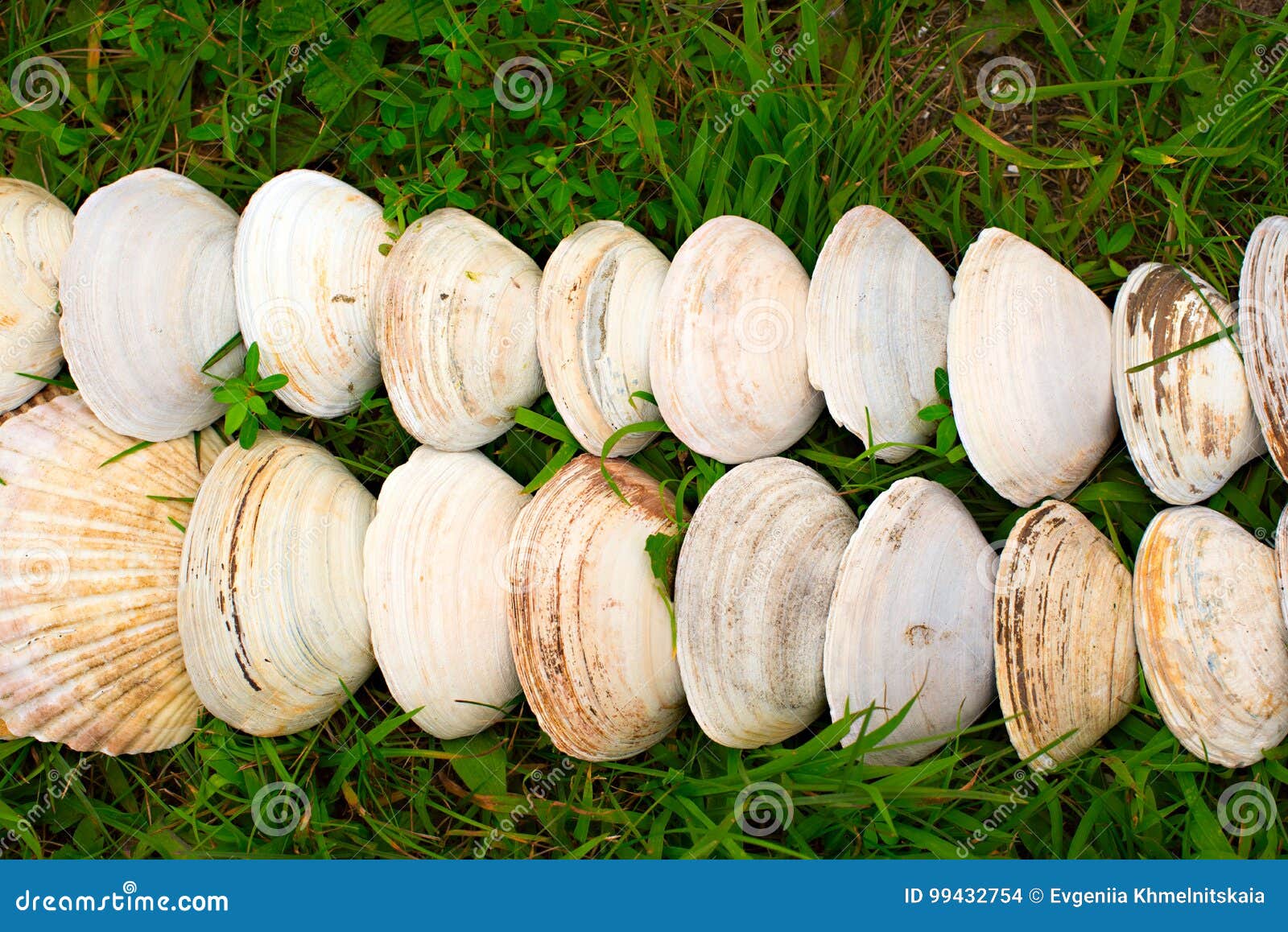 Large White Shells on a Background of Green Grass. Stock Photo - Image ...
