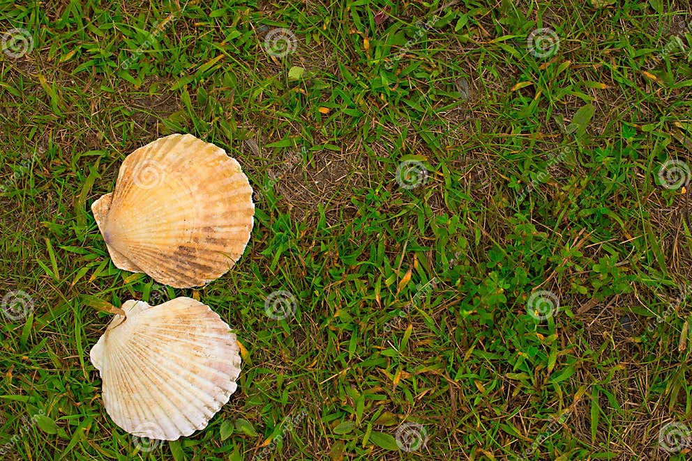 Large White Shells on a Background of Green Grass. Stock Photo - Image ...